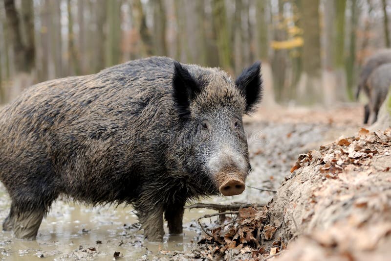 Wild boar stock image. Image of large, brown, look, quadruped - 42932999