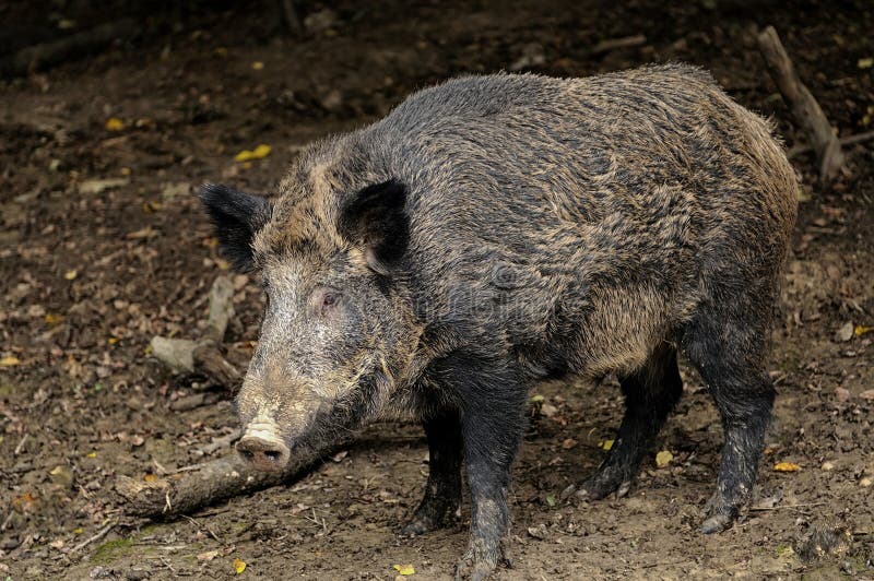 Wild boar in wood. stock image. Image of head, male, grass - 45829023