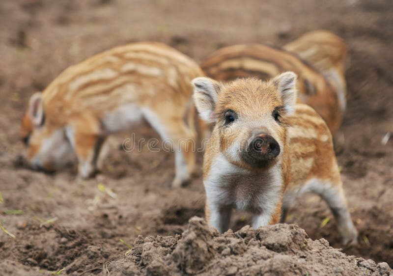 Three wild pigs stock photo. Image of animal, adventure - 10125484
