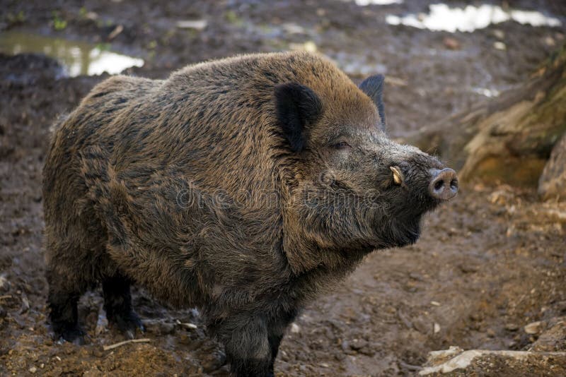 Wild Boar at the Zoo. Captive Animal Stock Photo - Image of safari ...