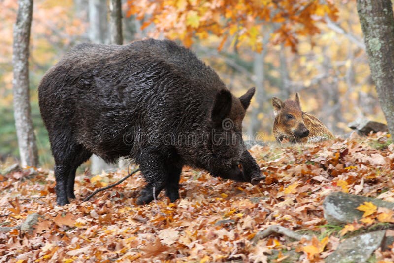 Wild Boar stock image. Image of point, wild, matt, florida - 164779213