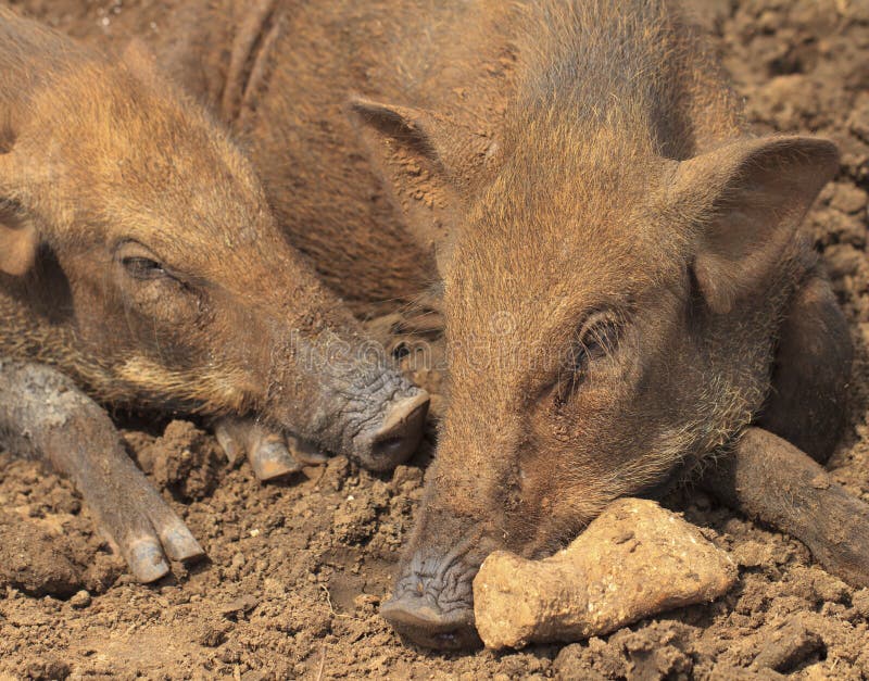Wild boars stock photo. Image of color, view, wild, forest - 28063896