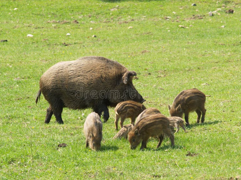 Wild boars stock photo. Image of swine, feeding, omnivores - 748304