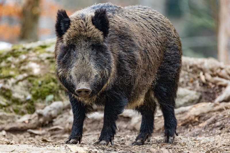 Wild Boars in the Bavarian Forest in Germany Stock Photo - Image of ...