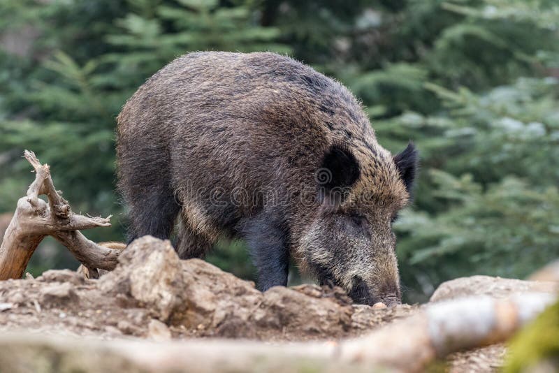 Wild Boars in the Bavarian Forest in Germany Stock Image - Image of ...