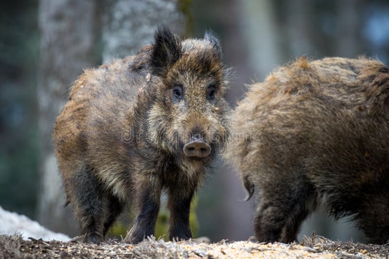 Wild Boars in the Bavarian Forest in Germany Stock Photo - Image of ...