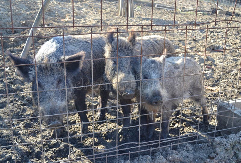 Wild boars in captivity stock image. Image of beautiful - 210608515