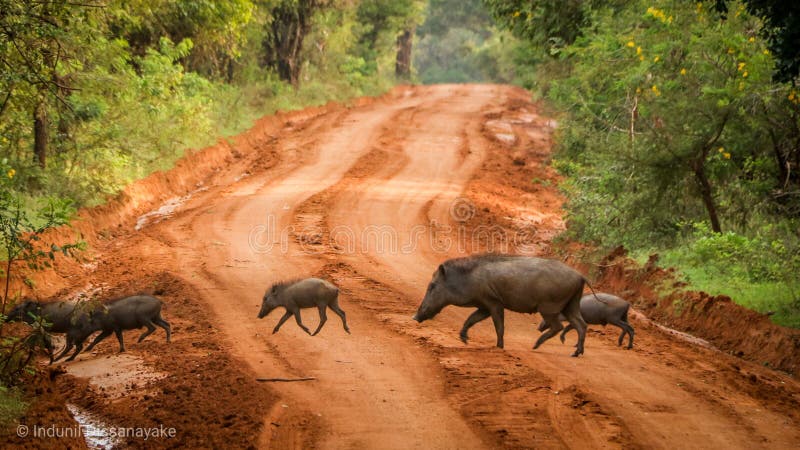 Wild Boars Crossing Road.herd of Wild Boars Crossing Road Stock Image ...