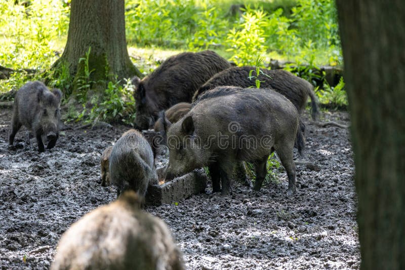 Wild Boars Dig in the Muddy Ground Stock Image - Image of portrait ...