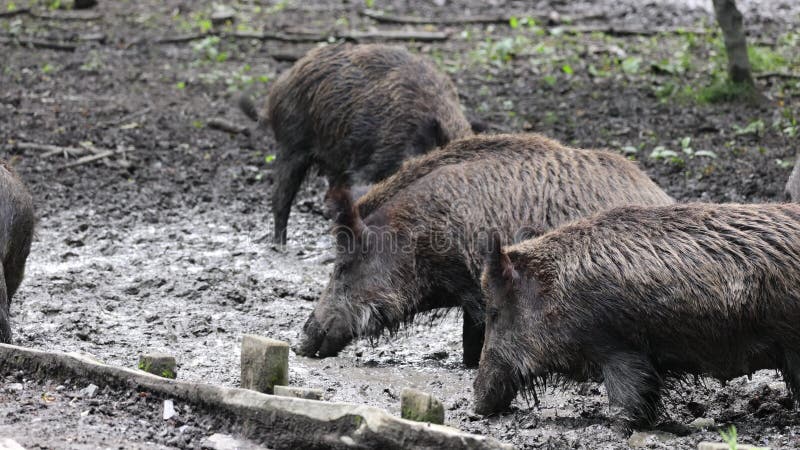 Wild Boars Dig in the Muddy Ground Stock Video - Video of bear ...