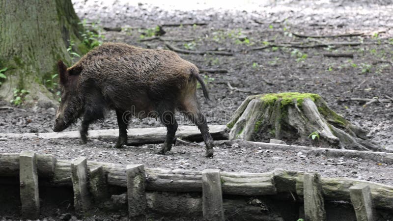 Wild Boars Dig in the Muddy Ground Stock Footage - Video of europe ...