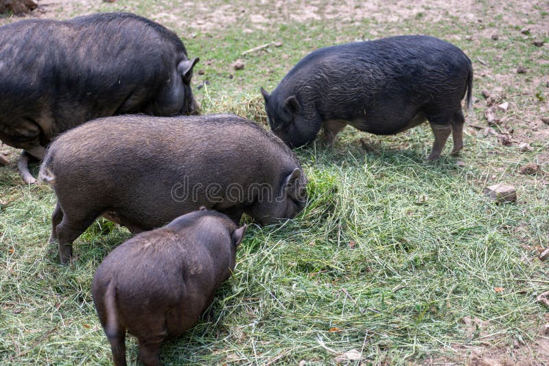 Wild boars eating stock photo. Image of outdoors, suidae - 305637470