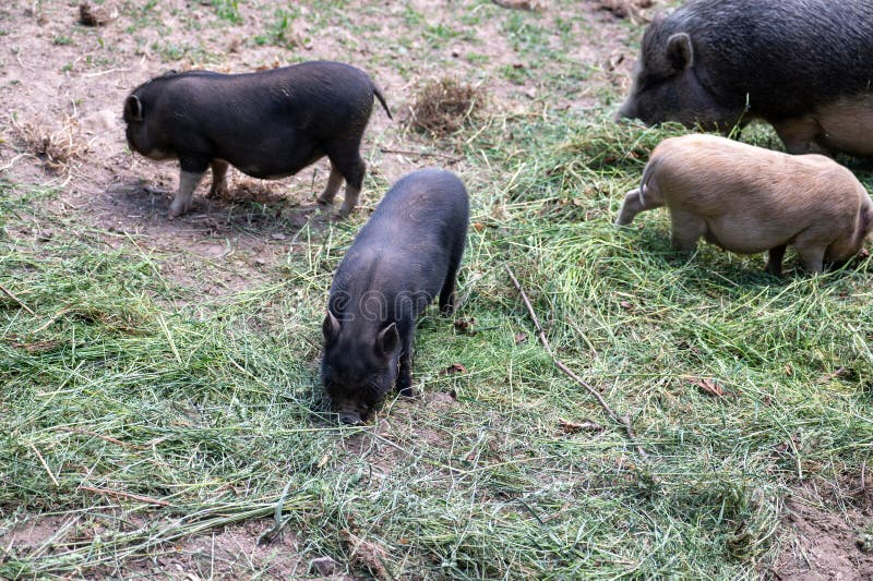 Wild boars eating stock photo. Image of scrofa, family - 309598698
