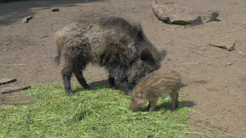 The Wild Boars are Eating, Sus Scrofa Stock Video - Video of ground ...