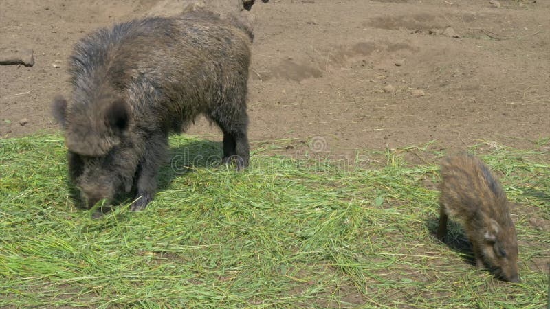 The Wild Boars are Eating, Sus Scrofa Stock Footage - Video of piglet ...
