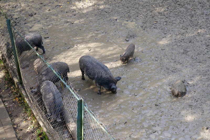 Wild Boars in an Enclosure in Zoo Stock Image - Image of natural ...