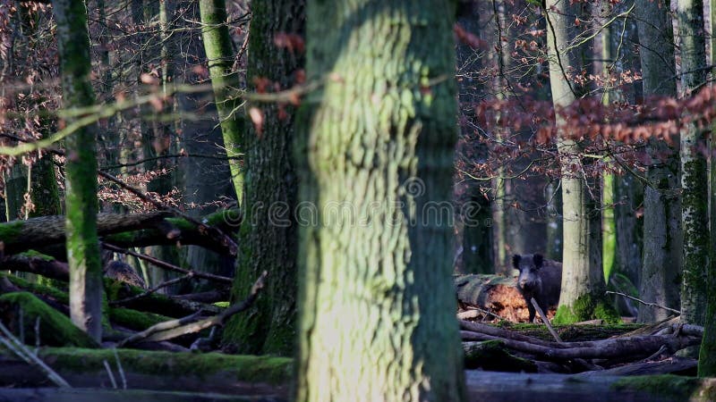 Wild Boars in a European Forest 4k 25fps Video Stock Footage - Video of ...