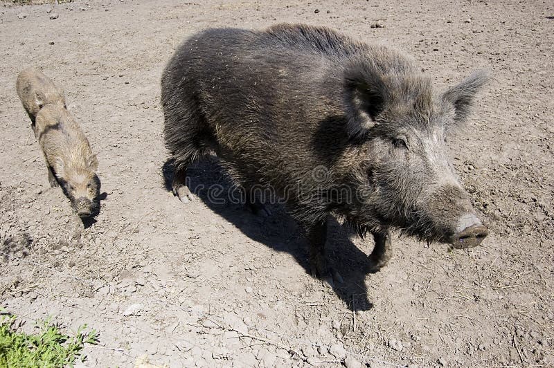 Wild Hogs stock image. Image of nature, razorback, grass - 981917