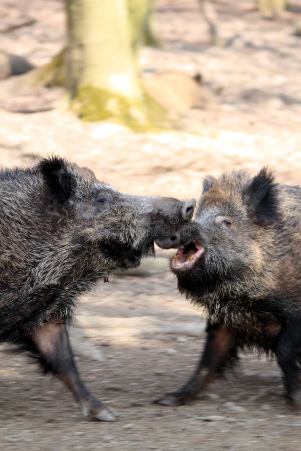 Wild boars fighting stock photo. Image of hogs, tusker - 28306906