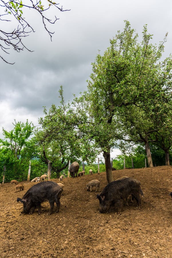 Wild boars in the forest stock image. Image of mammal - 110030541