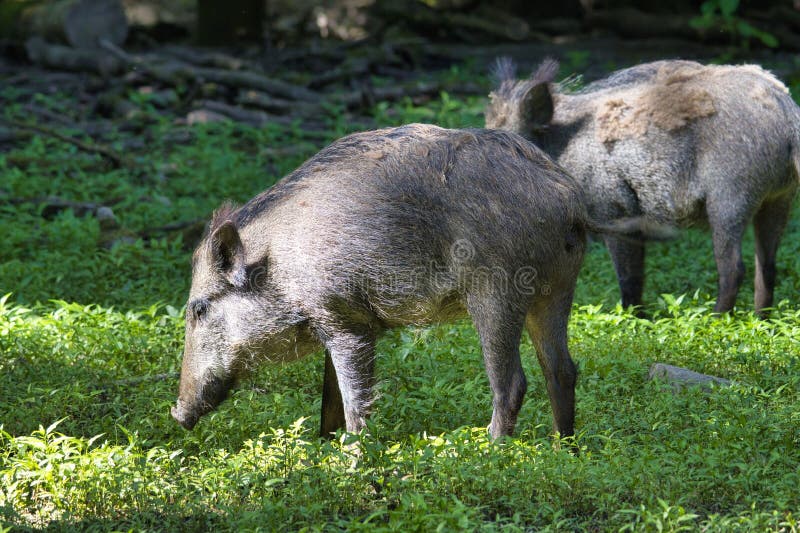 Wild Boars Grazing in a Lush Green Forest Setting on a Sunny Day Stock ...