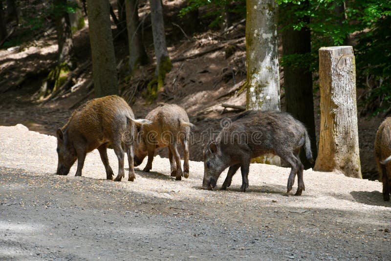 Wild Boars Looking for Food on a Forest Path Stock Photo - Image of ...