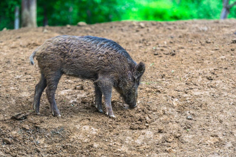Wild Boar in the Carpathian Mountains, Romania Stock Image - Image of ...