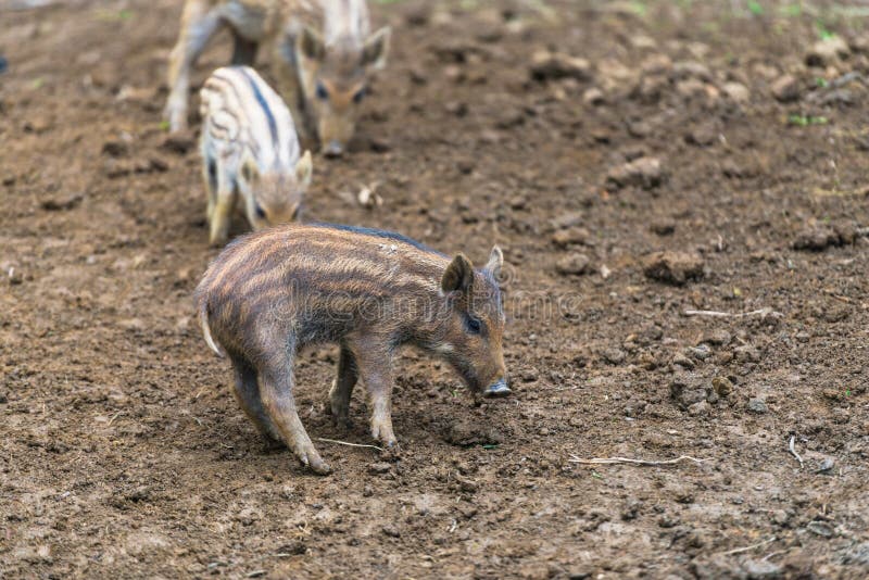 Wild Boar in the Carpathian Mountains, Romania Stock Image - Image of ...