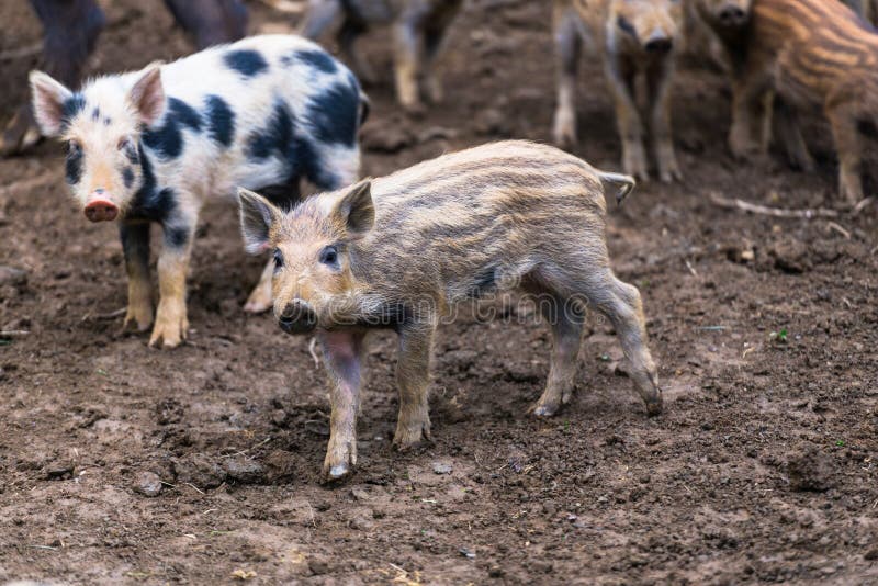 Wild Boar in the Carpathian Mountains, Romania Stock Photo - Image of ...