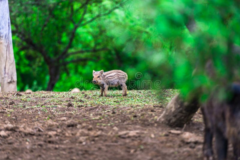 Wild Boar in the Carpathian Mountains, Romania Stock Photo - Image of ...