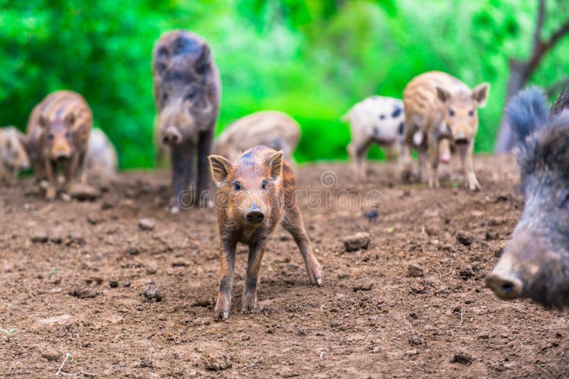 Wild Boar in the Carpathian Mountains, Romania Stock Image - Image of ...