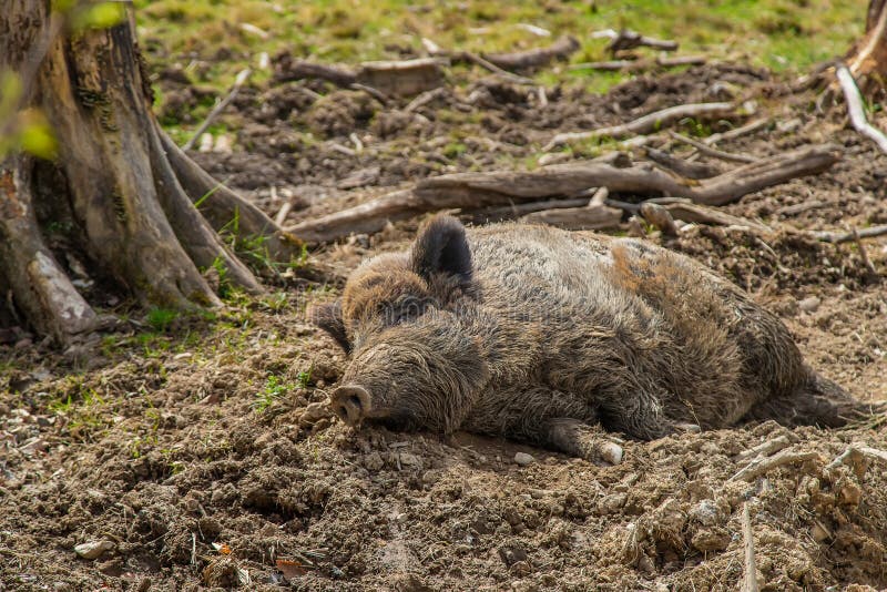 128 Wild Hog Moss Stock Photos - Free & Royalty-Free Stock Photos from ...
