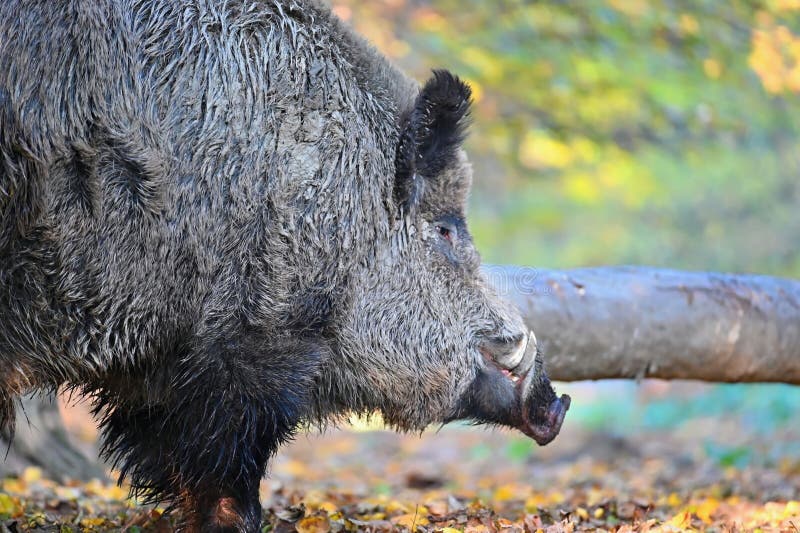 Wild Boars in Nature. Beautiful Concept for Animals and Nature Stock ...