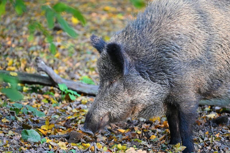 Wild Boars in Nature. Beautiful Concept for Animals and Nature Stock ...