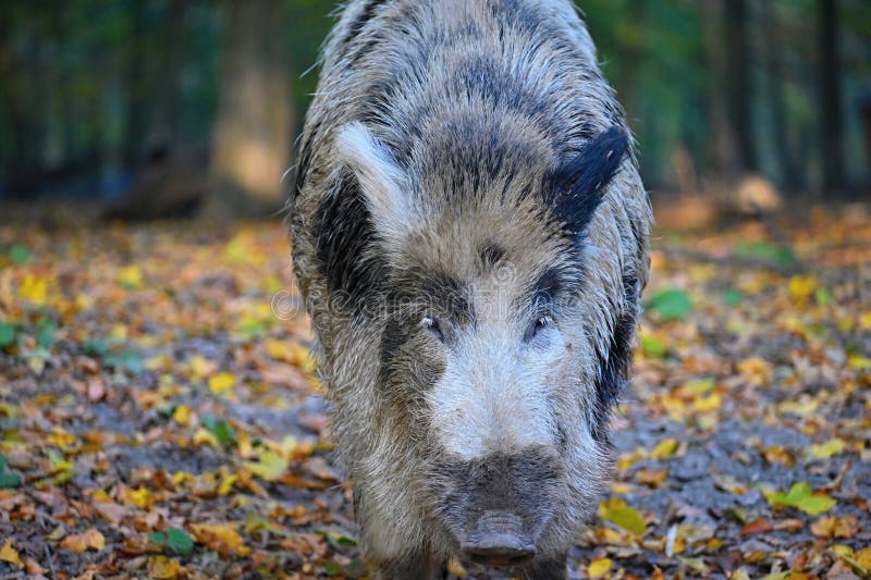 Wild Boars in Nature. Beautiful Concept for Animals and Nature Stock ...