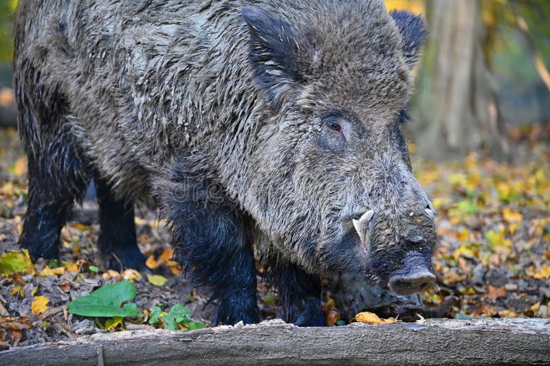 Wild Boars in Nature. Beautiful Concept for Animals and Nature Stock ...