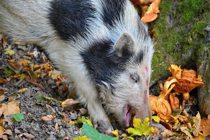 Wild Boars in Nature. Beautiful Concept for Animals and Nature Stock ...