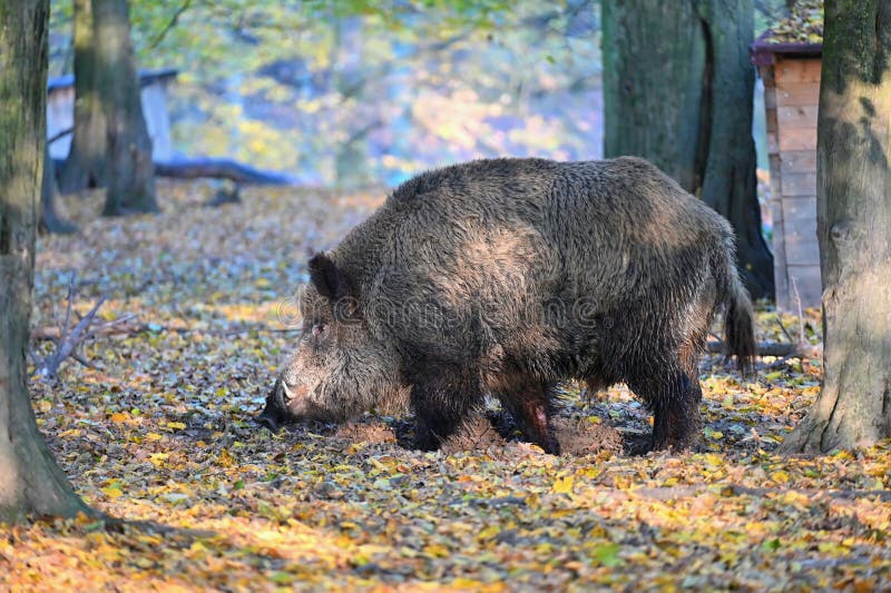 Wild Boars in Nature. Beautiful Concept for Animals and Nature Stock ...