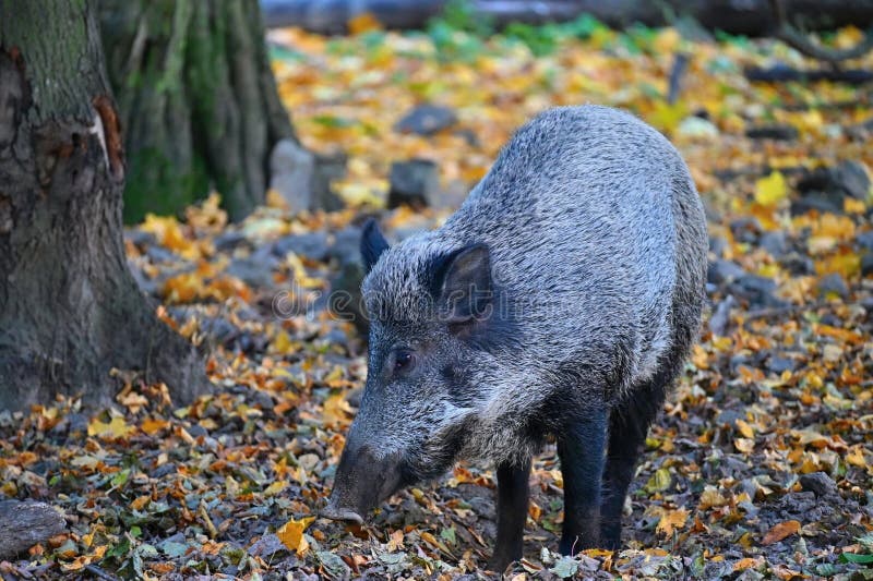 Wild Boars in Nature. Beautiful Concept for Animals and Nature Stock ...