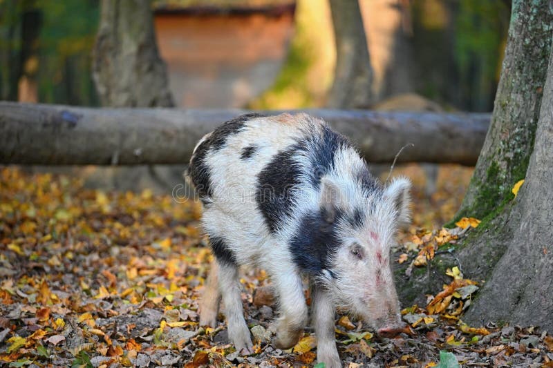 Wild Boars in Nature. Beautiful Concept for Animals and Nature Stock ...