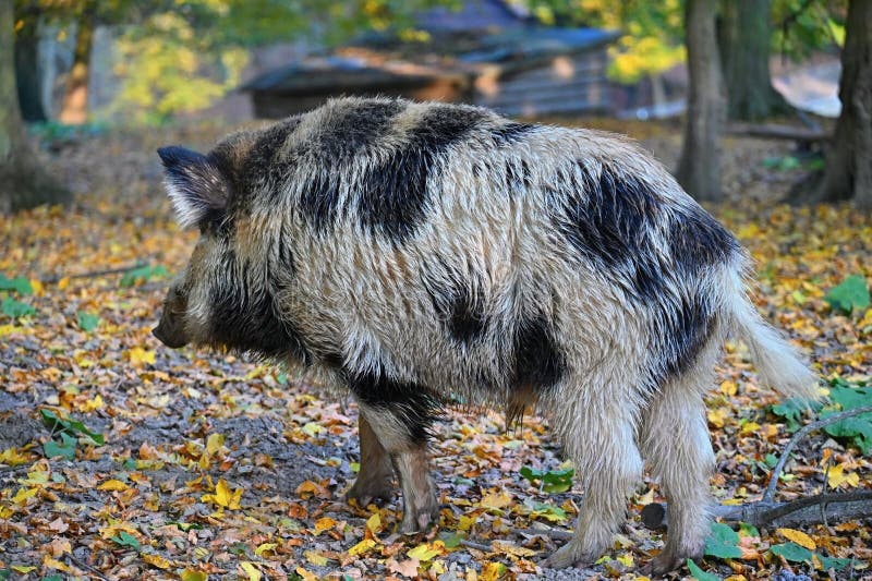Wild Boars in Nature. Beautiful Concept for Animals and Nature Stock ...