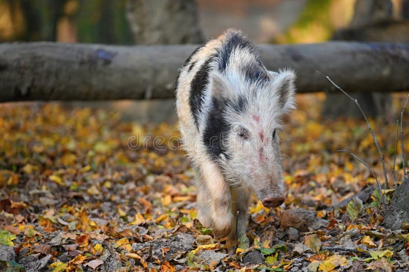 Wild Boars in Nature. Beautiful Concept for Animals and Nature Stock ...