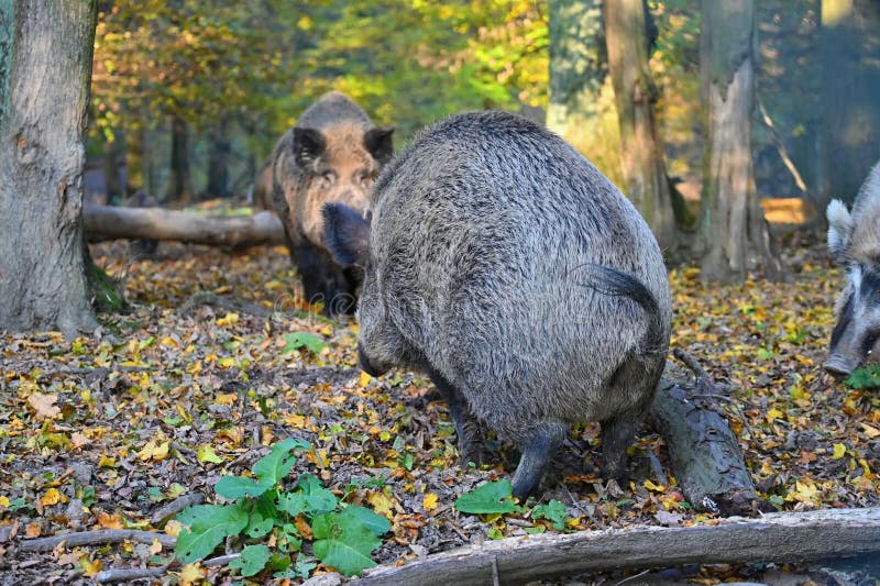 Wild Boars in Nature. Beautiful Concept for Animals and Nature Stock ...