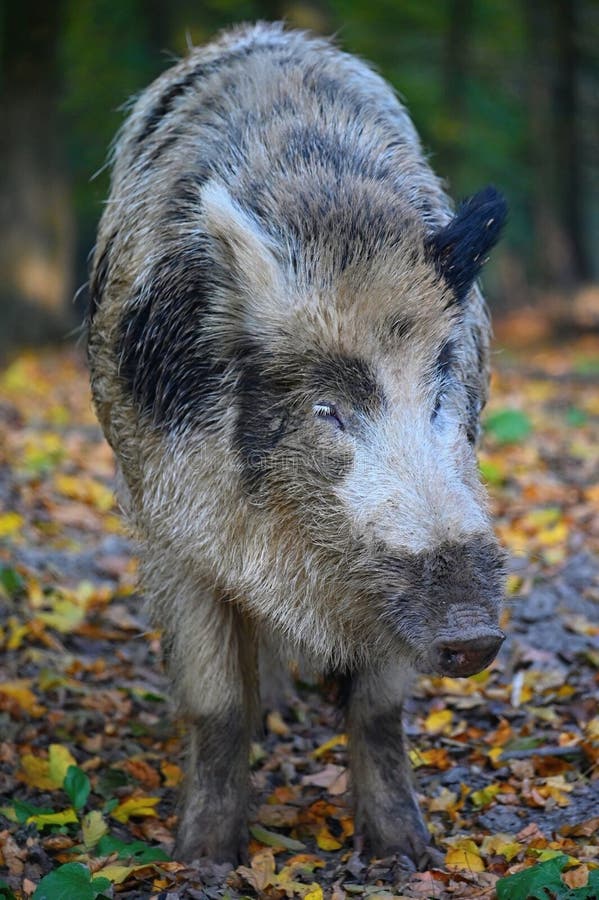 Wild Boars in Nature. Beautiful Concept for Animals and Nature Stock ...