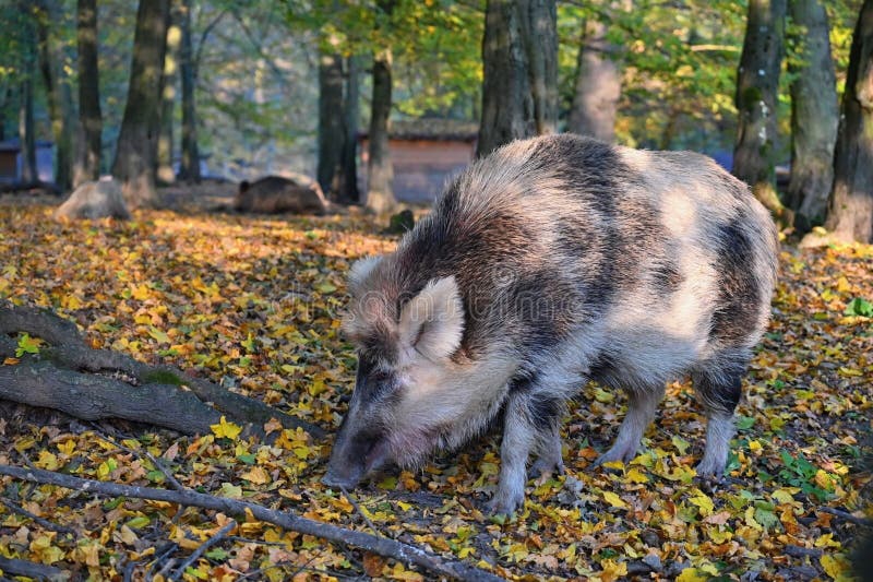 Wild Boars in Nature. Beautiful Concept for Animals and Nature Stock ...