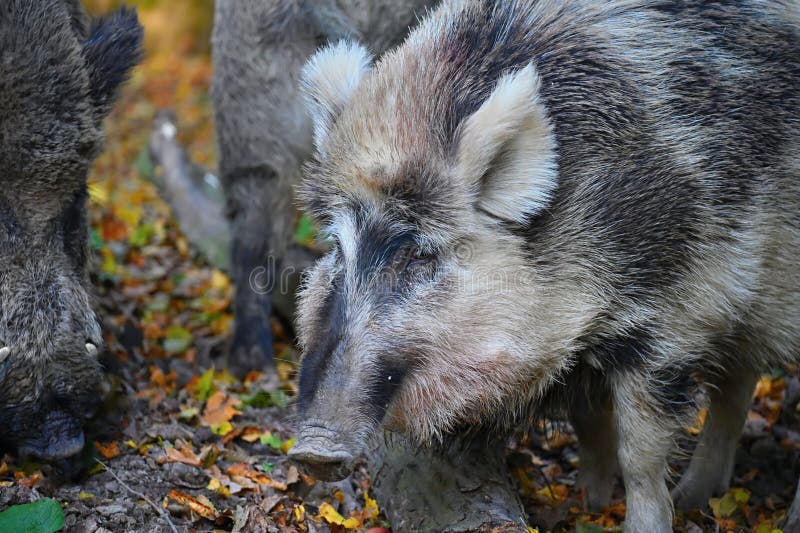Wild Boars in Nature. Beautiful Concept for Animals and Nature Stock ...