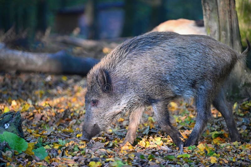 Wild Boars in Nature. Beautiful Concept for Animals and Nature Stock ...