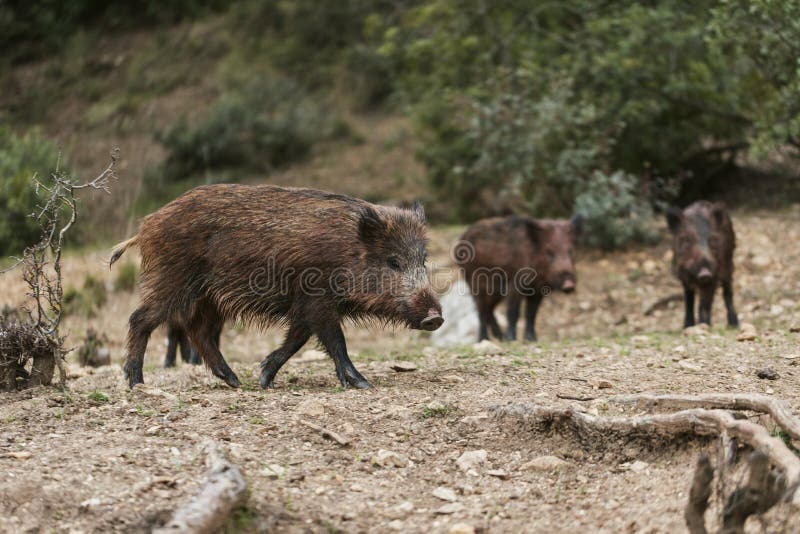 Wild Boars Nature. High Quality Photo Stock Image - Image of hunting ...