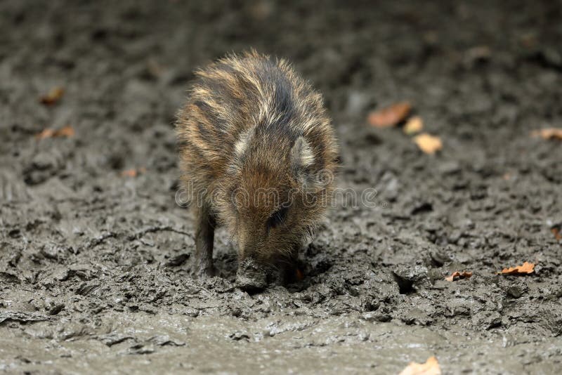 Wild Boars and Piglet in the Forest Stock Photo - Image of animals ...