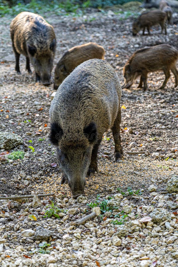 Wild Boars Searching for Food on the Ground and Eating Stock Photo ...
